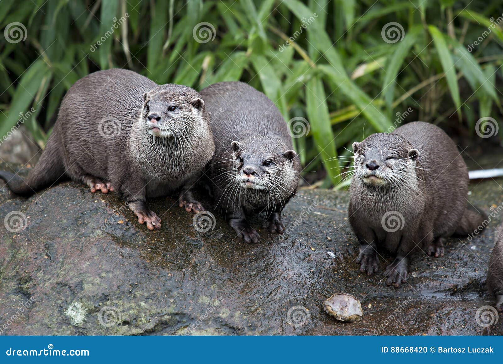 Three otters stock photo. Image of endangered, california - 88668420
