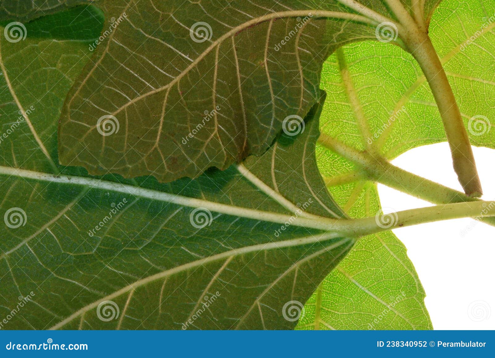 Three Overlapping Stone Grunge Walls With Lichens And Green Vegetation ...