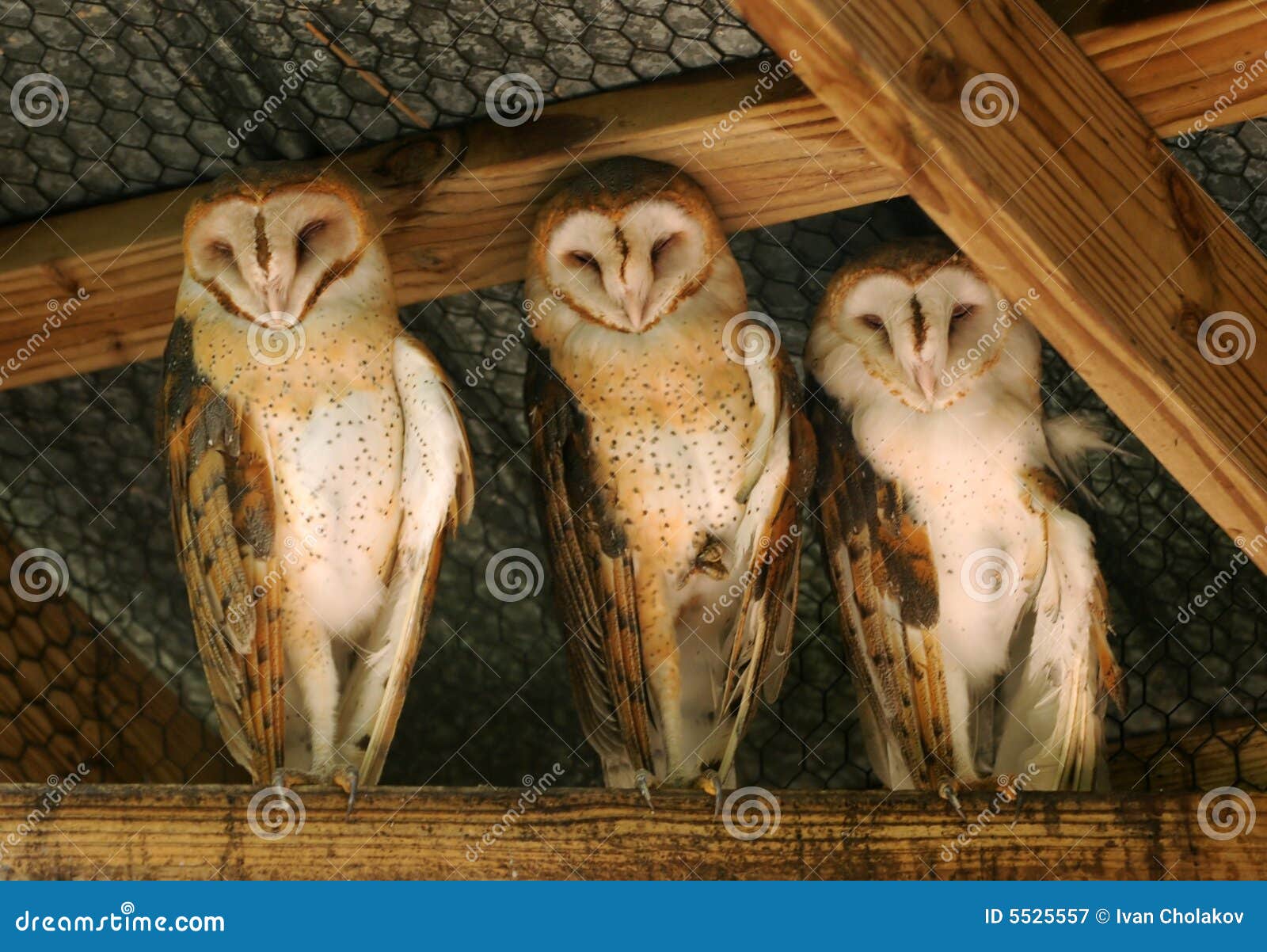 Three owls stock image. Image of group, three, hiding - 5525557