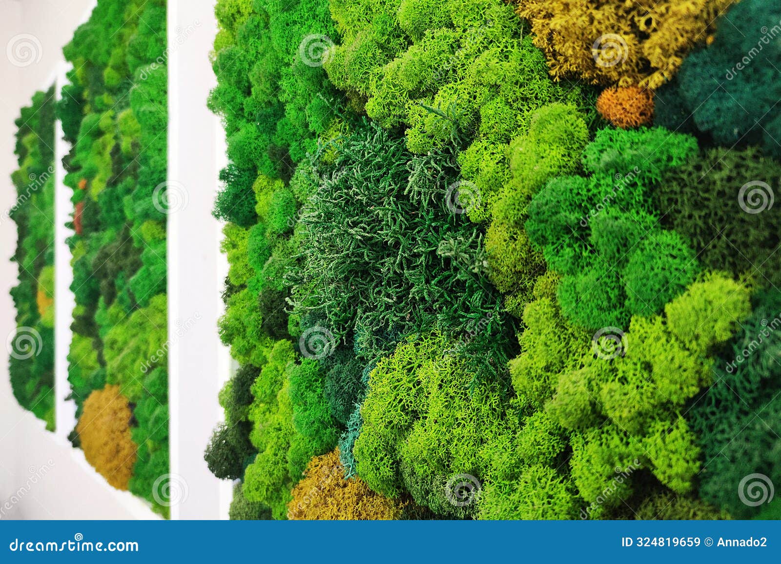 Three Paintings of Decorative Stabilized Preserved Forest Moss on a ...