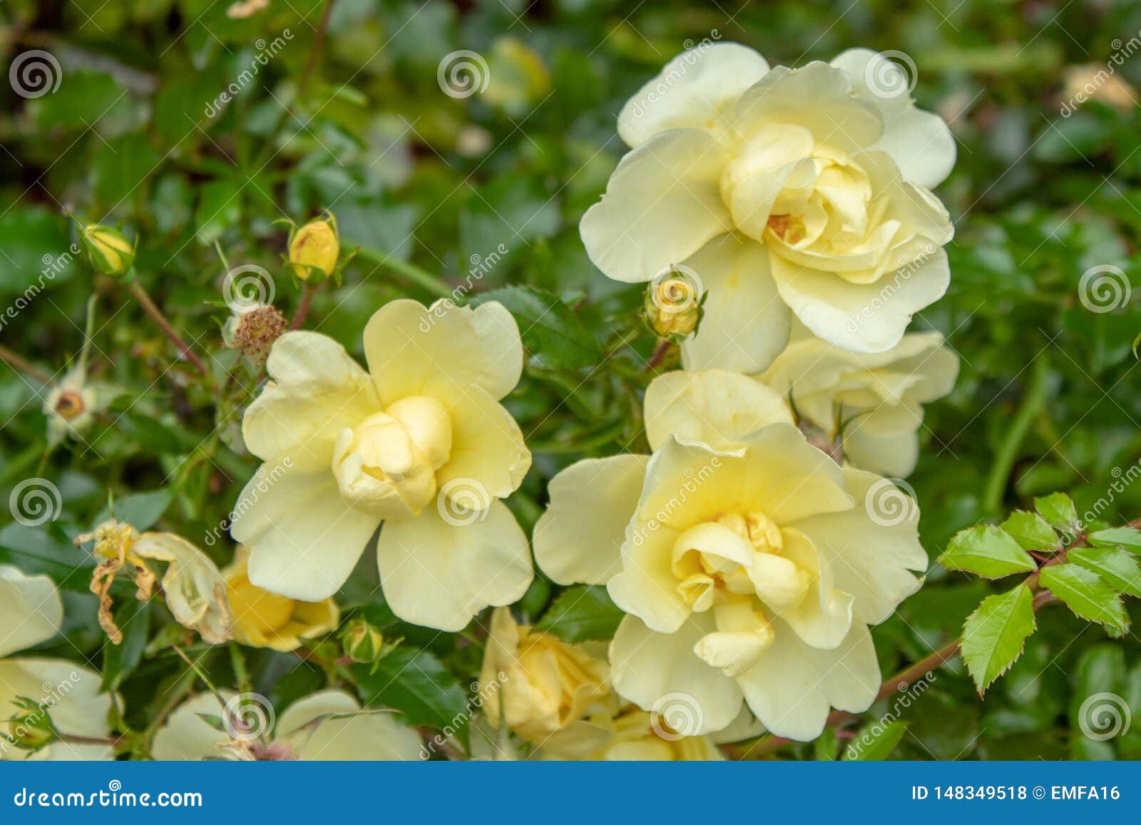 Three Pale Yellow Roses in the Garden Stock Photo - Image of nature ...