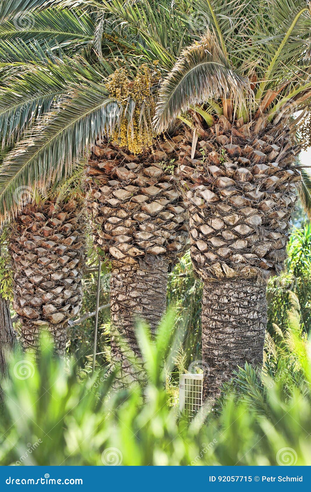 Three palm strains stock image. Image of tree, green - 92057715