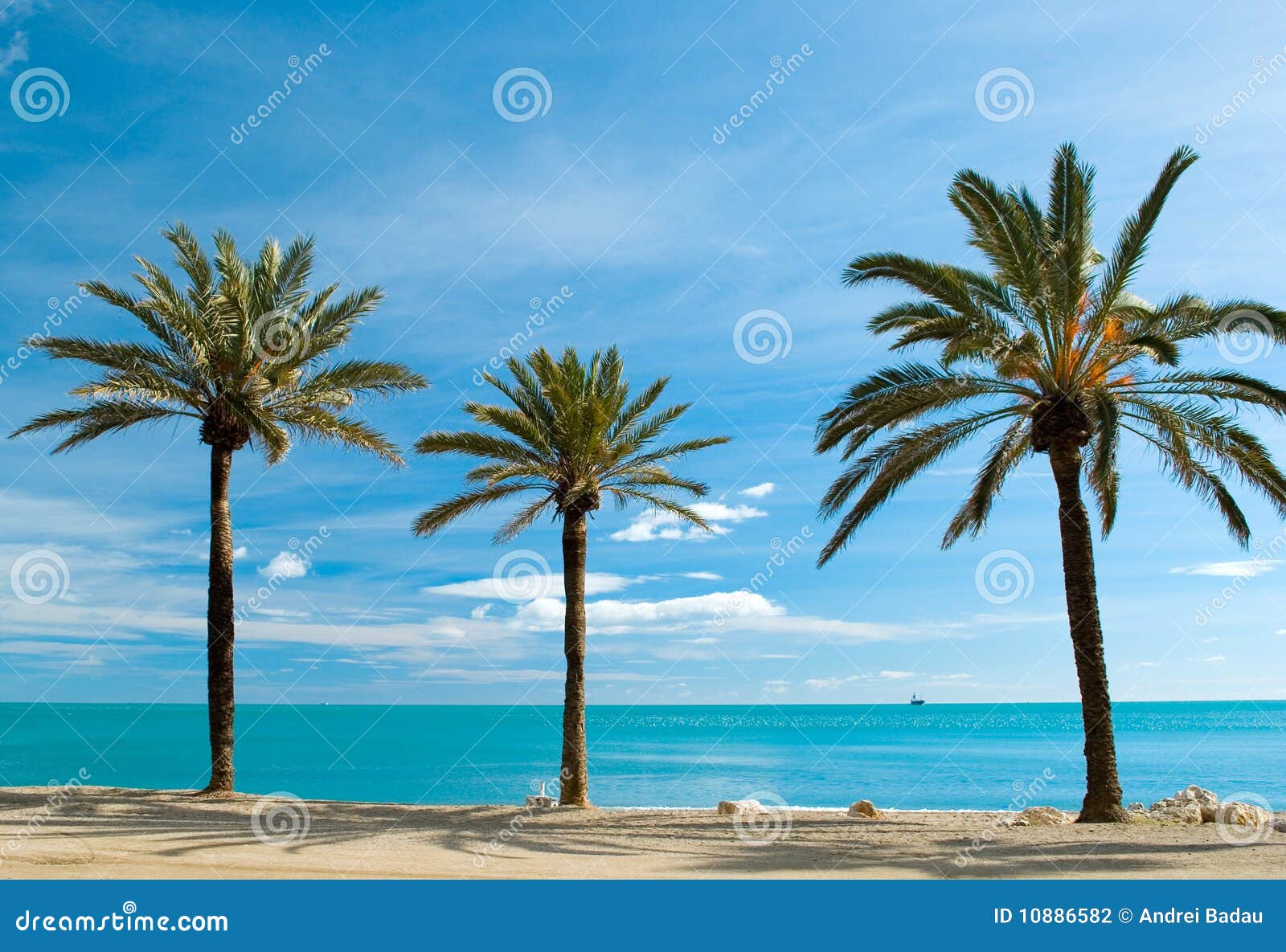 Three palm-trees stock photo. Image of ship, calm, clear - 10886582