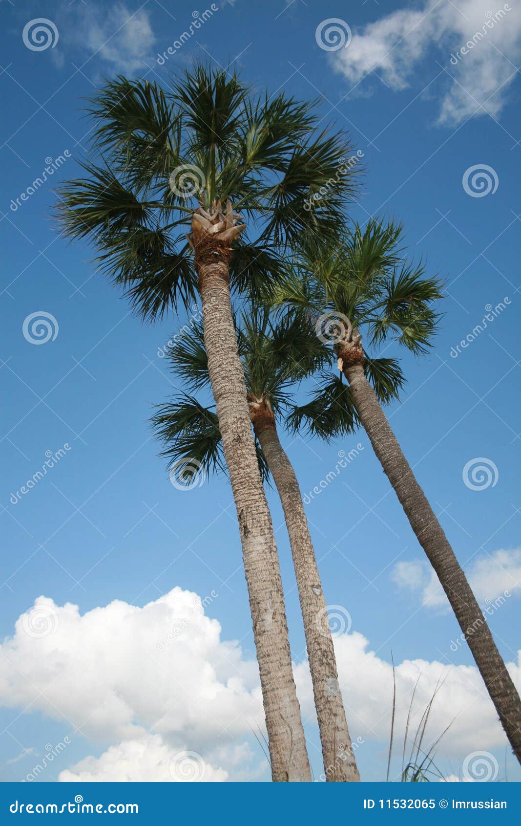 Three palm trees stock image. Image of blue, tall, beach - 11532065