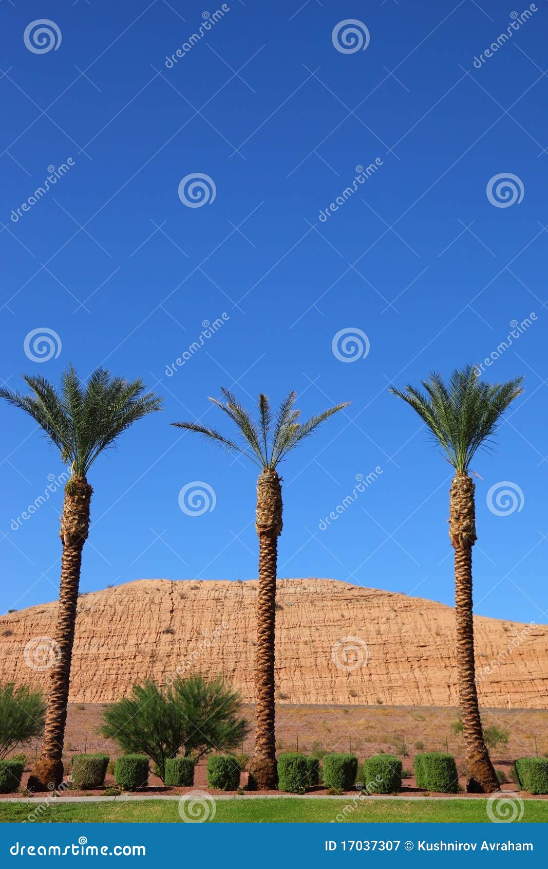 Three palm trees stock image. Image of color, sandstone - 17037307