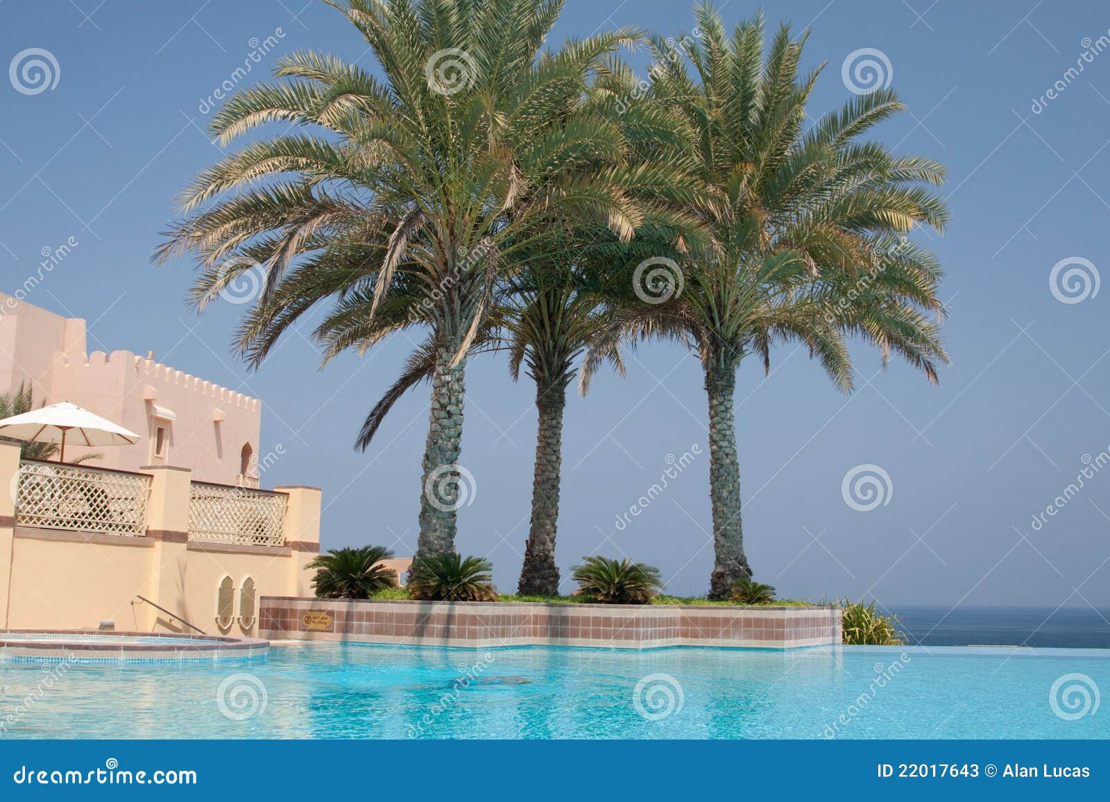 Three Palm Trees stock image. Image of five, tropical - 22017643
