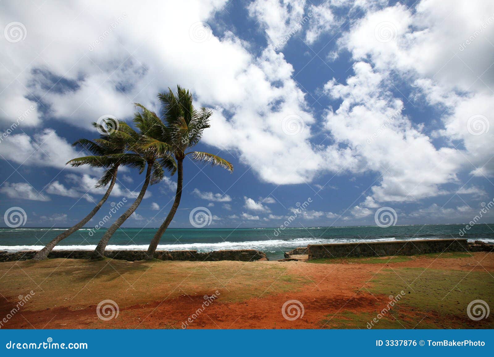 Three Palm Trees stock photo. Image of clouds, three, beach - 3337876
