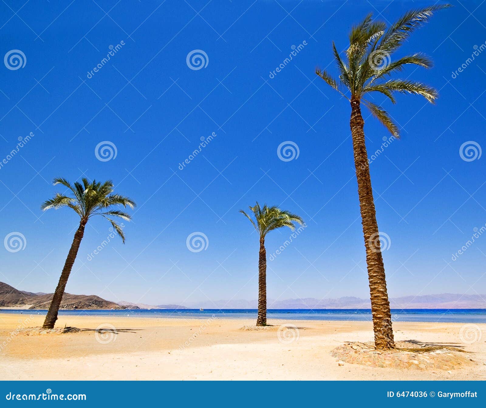 Three Palm Trees stock photo. Image of daytime, exotic - 6474036