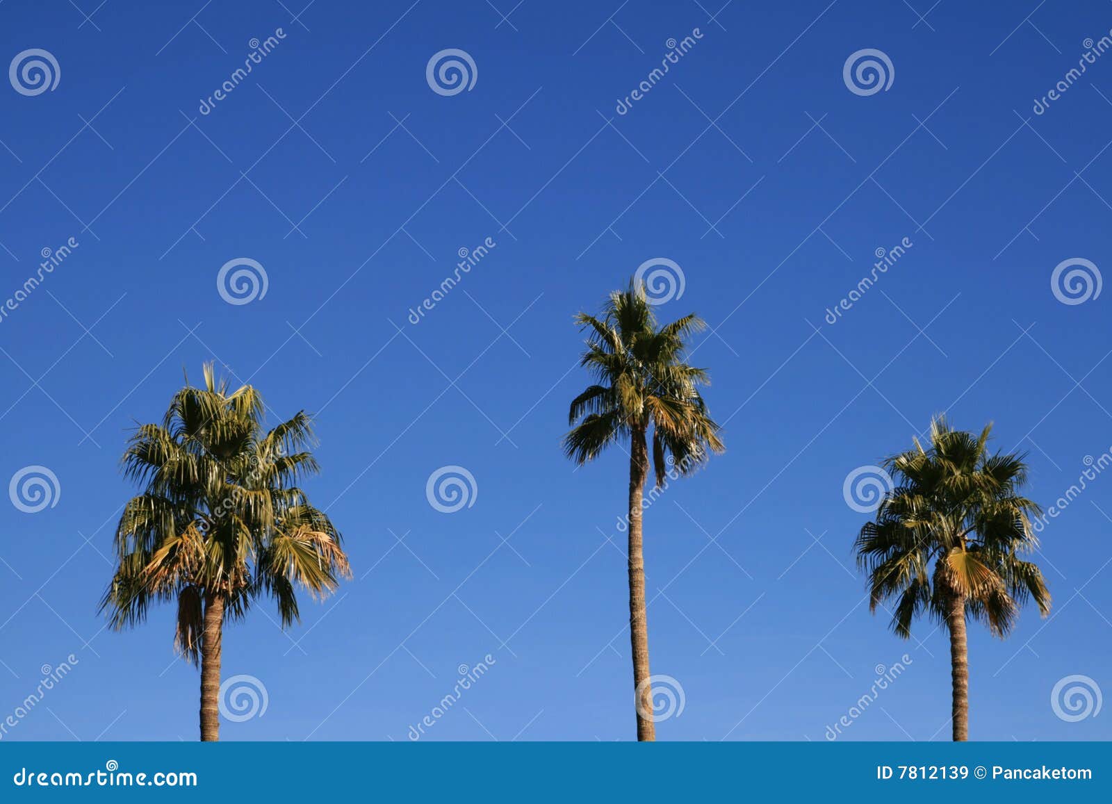 Three palm trees stock image. Image of clear, tropical - 7812139