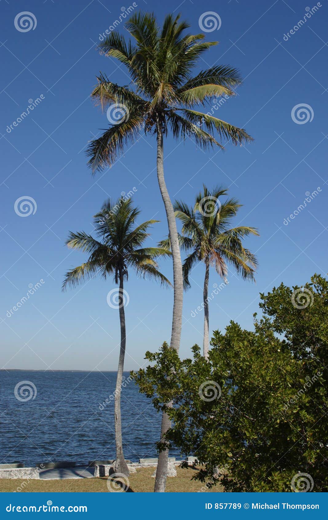 Three Palm Trees stock image. Image of palm, florida, national - 857789