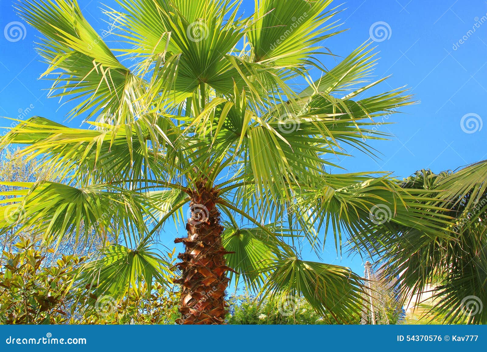 Three Palm Trunks In Botanical Garden On Oahu Island Stock Photography ...