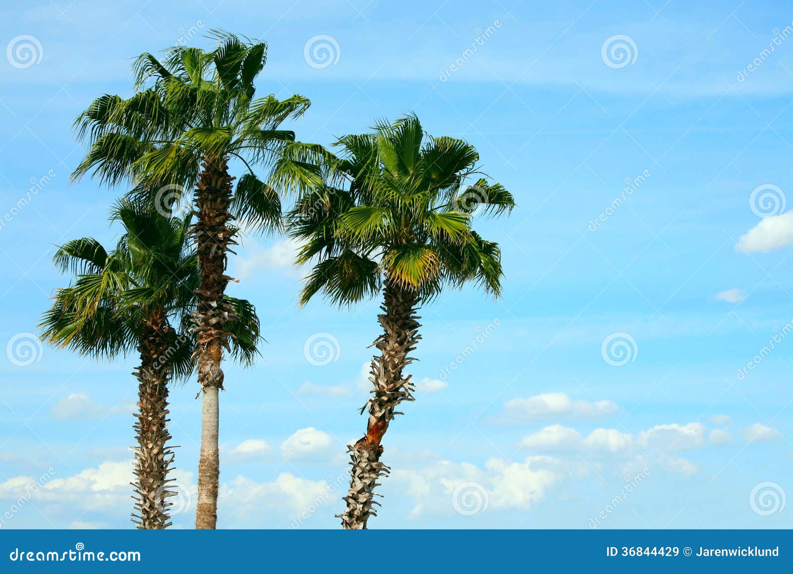 Three Palm Trees Royalty-Free Stock Photography | CartoonDealer.com ...