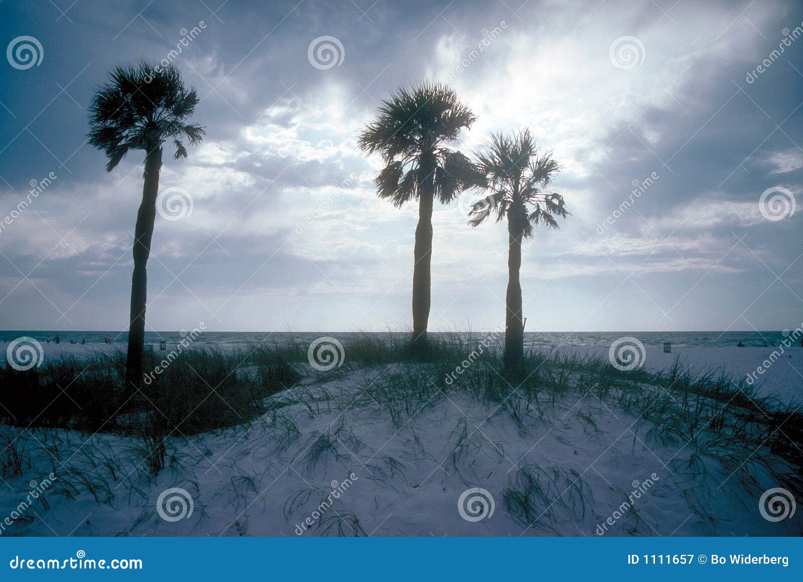 Three Palm Trees on Beach with Sunset in Background Stock Image - Image ...