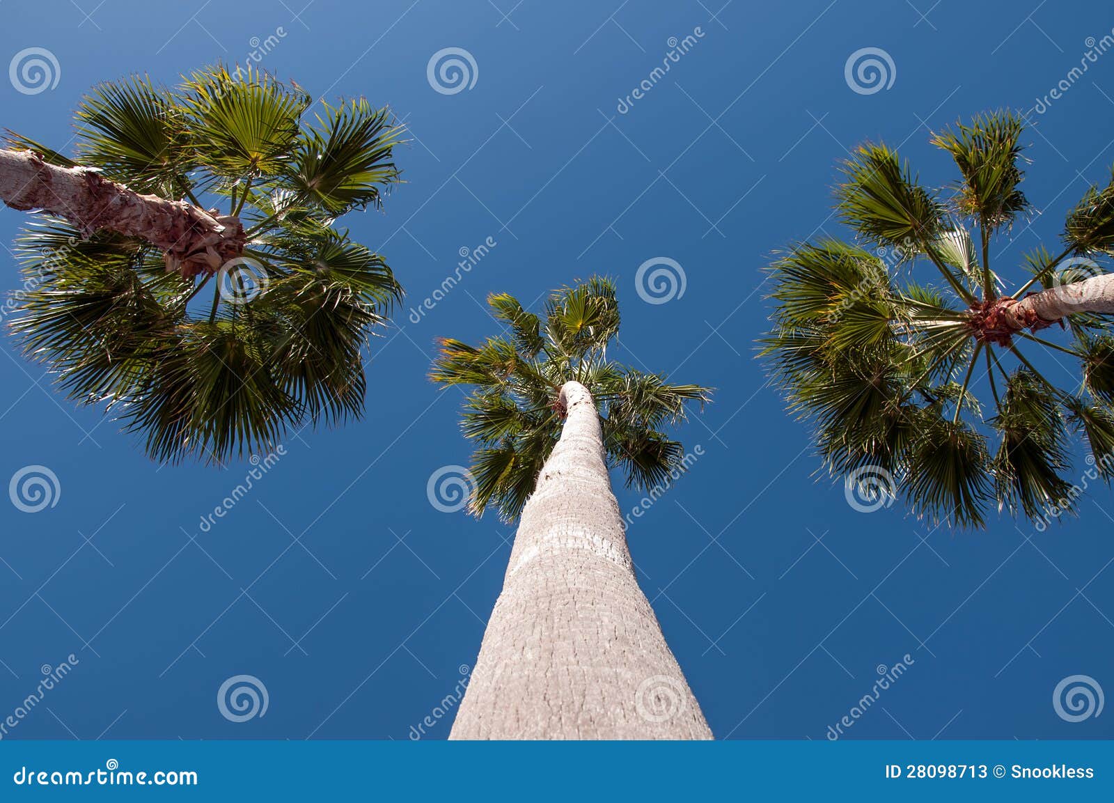 Three Palm Trees Royalty-Free Stock Photography | CartoonDealer.com #857789