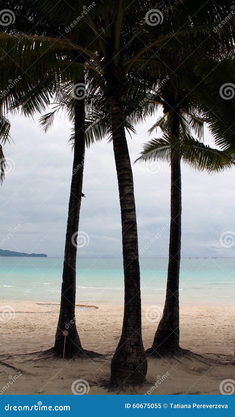 Three Palm Trees on the Boracay Island Stock Image - Image of ...