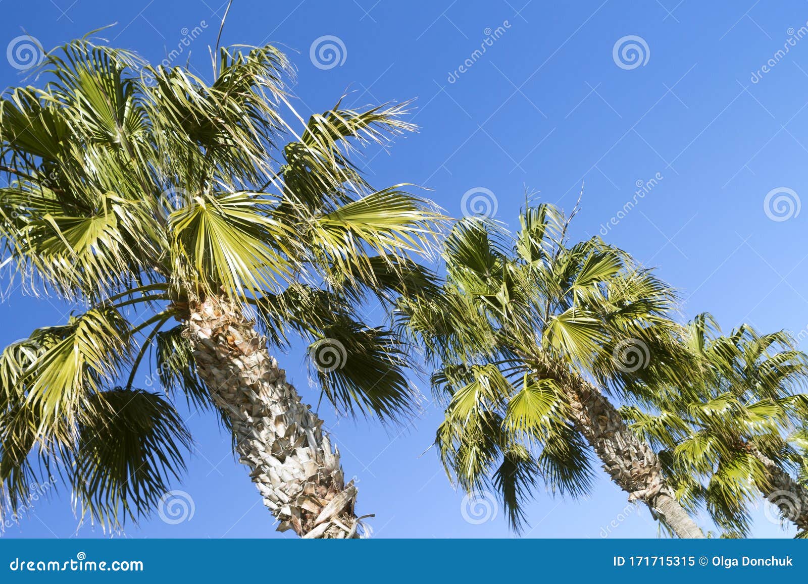 Three Palm Trees in Front of Blue Sky Stock Image - Image of nature ...