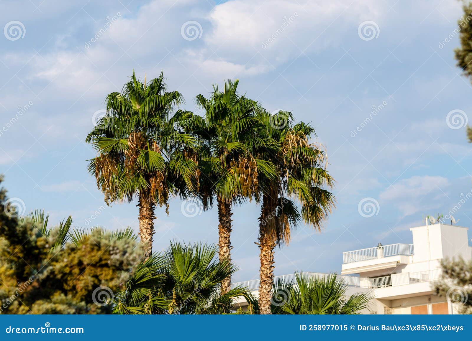 Three Palm Trees Grow in Streets of Athens Stock Image - Image of city ...