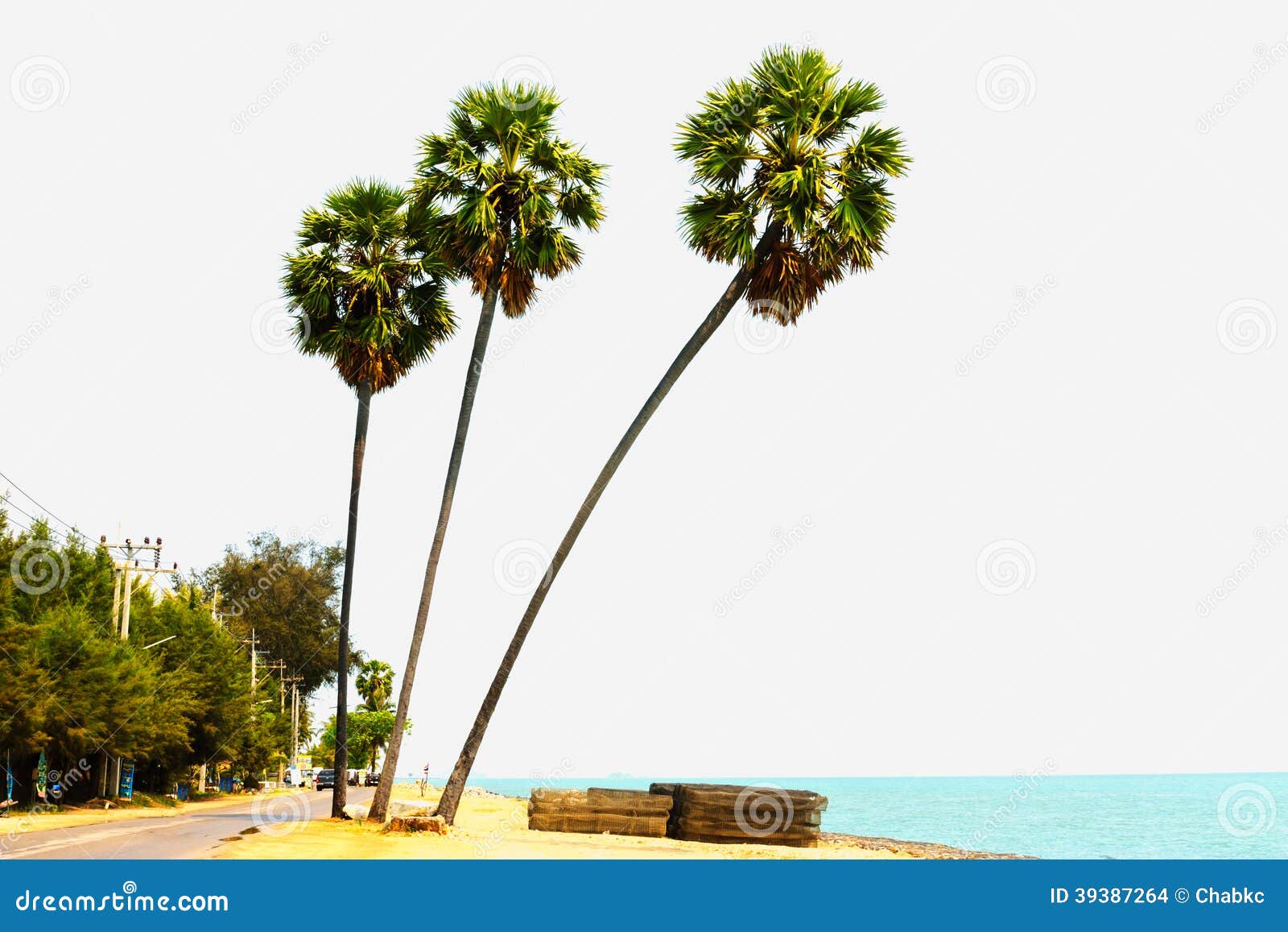 Three palm trees stock photo. Image of foliage, outdoors - 39387264