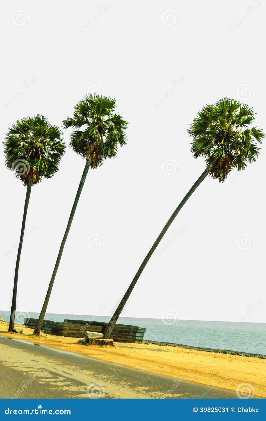 Three palm trees stock image. Image of bark, leaves, botany - 39825031