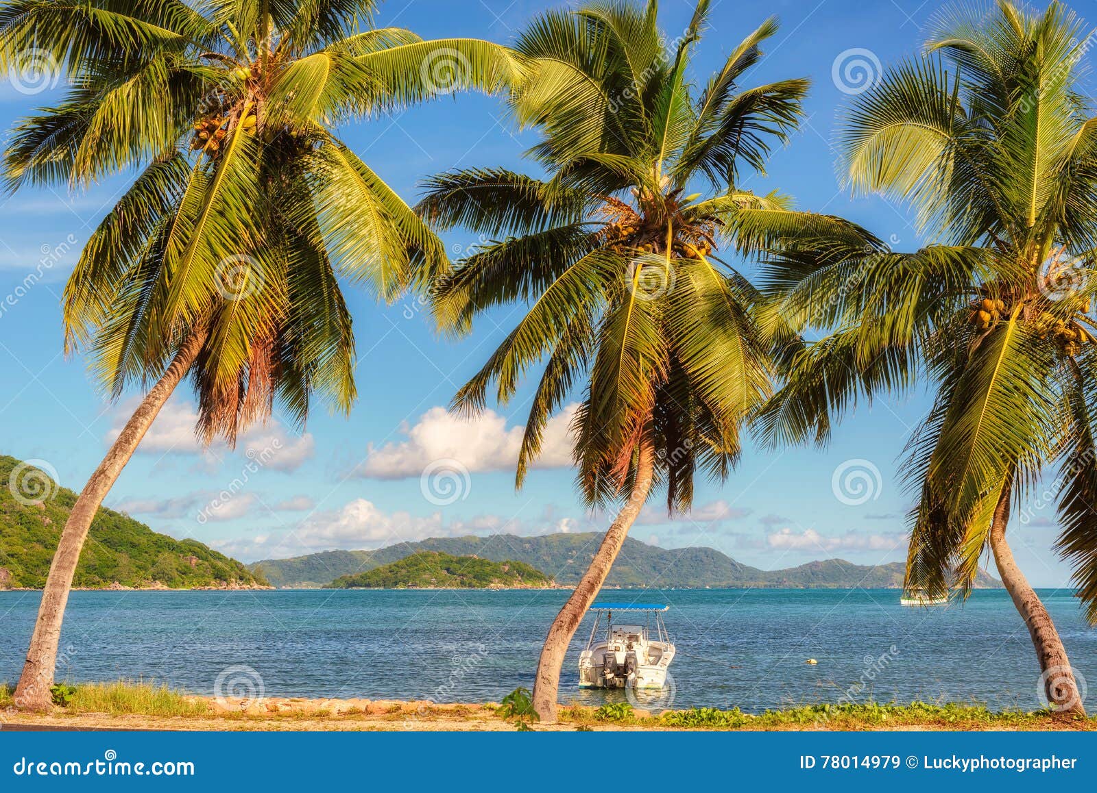 Three Palm Trees by the Ocean on Tropical Island Stock Image - Image of ...