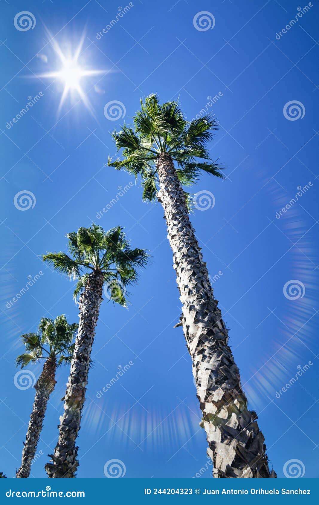 Three Palm Trees with the Sun in the Background and Light Reflections ...