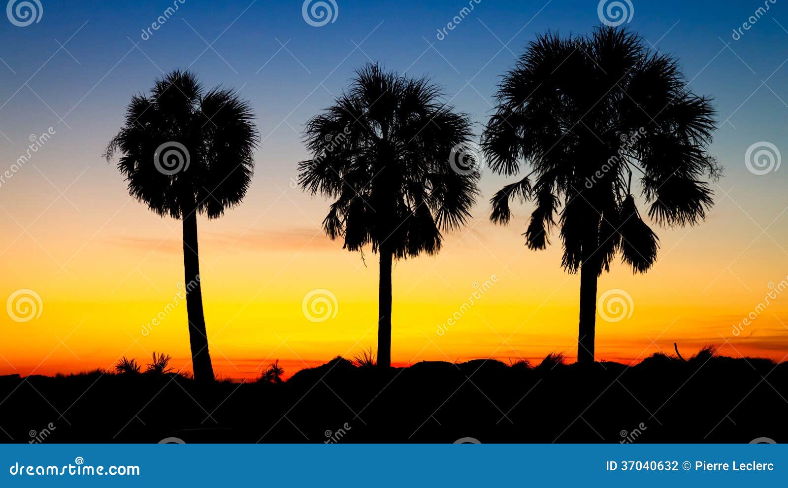 Three Palm Trees at sunset stock photo. Image of beach - 37040632