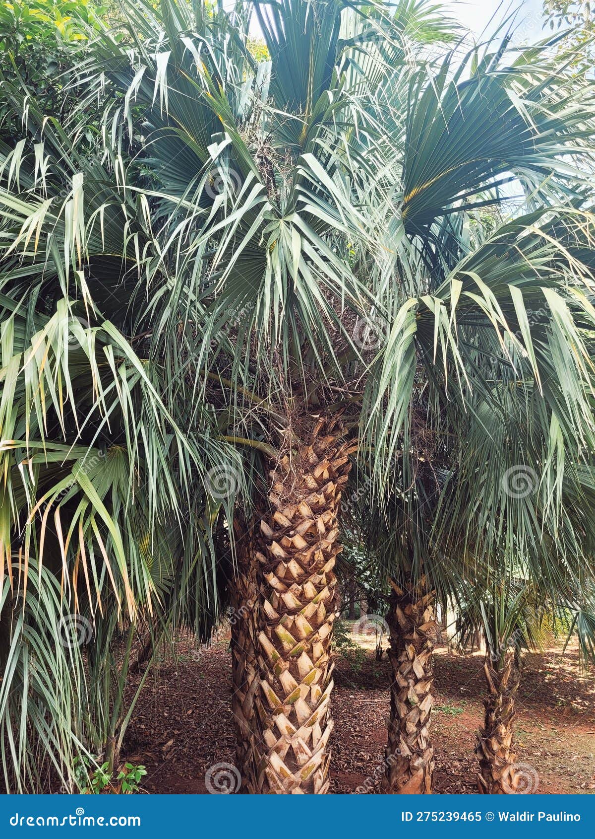 Three Palm Trees with Trellised Trunks. Stock Image - Image of three ...
