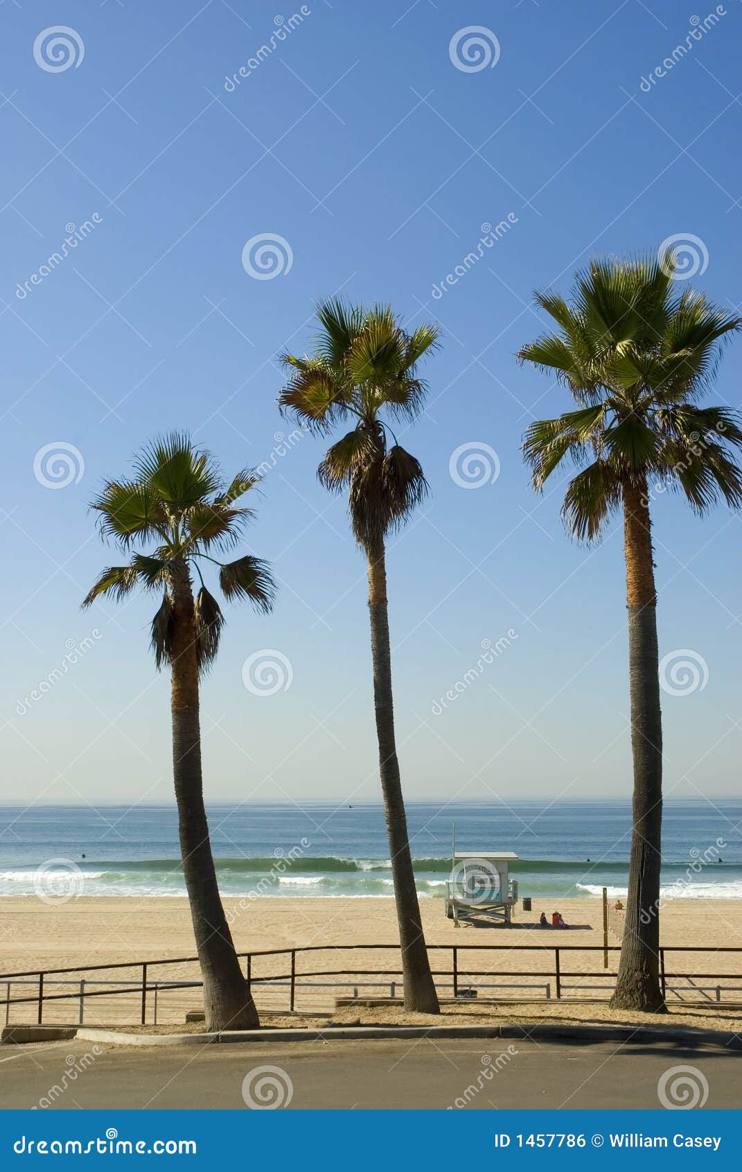 Three Palms stock photo. Image of holiday, summer, palm - 1457786