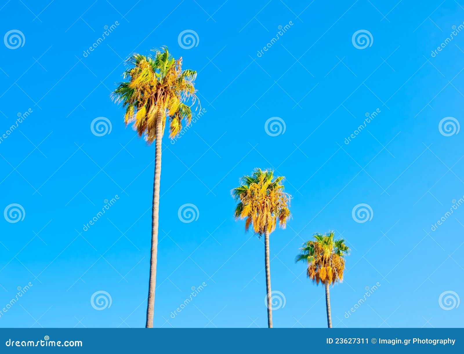 Three Palms stock image. Image of scenic, holiday, landscape - 23627311