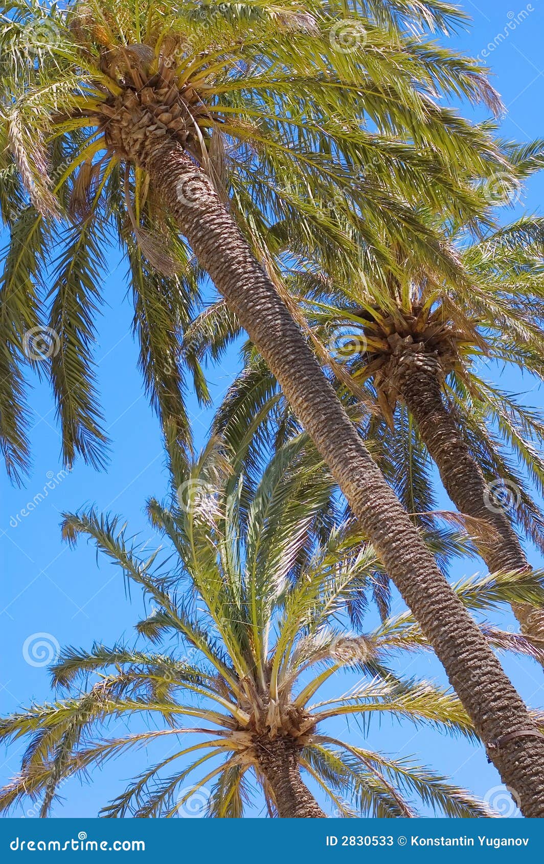 Three palms stock image. Image of leaf, green, beauty - 2830533