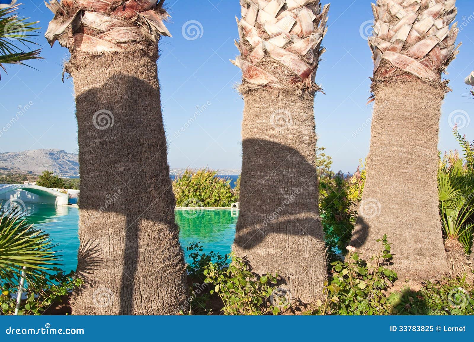 Three palms. stock image. Image of vacation, island, palm - 33783825