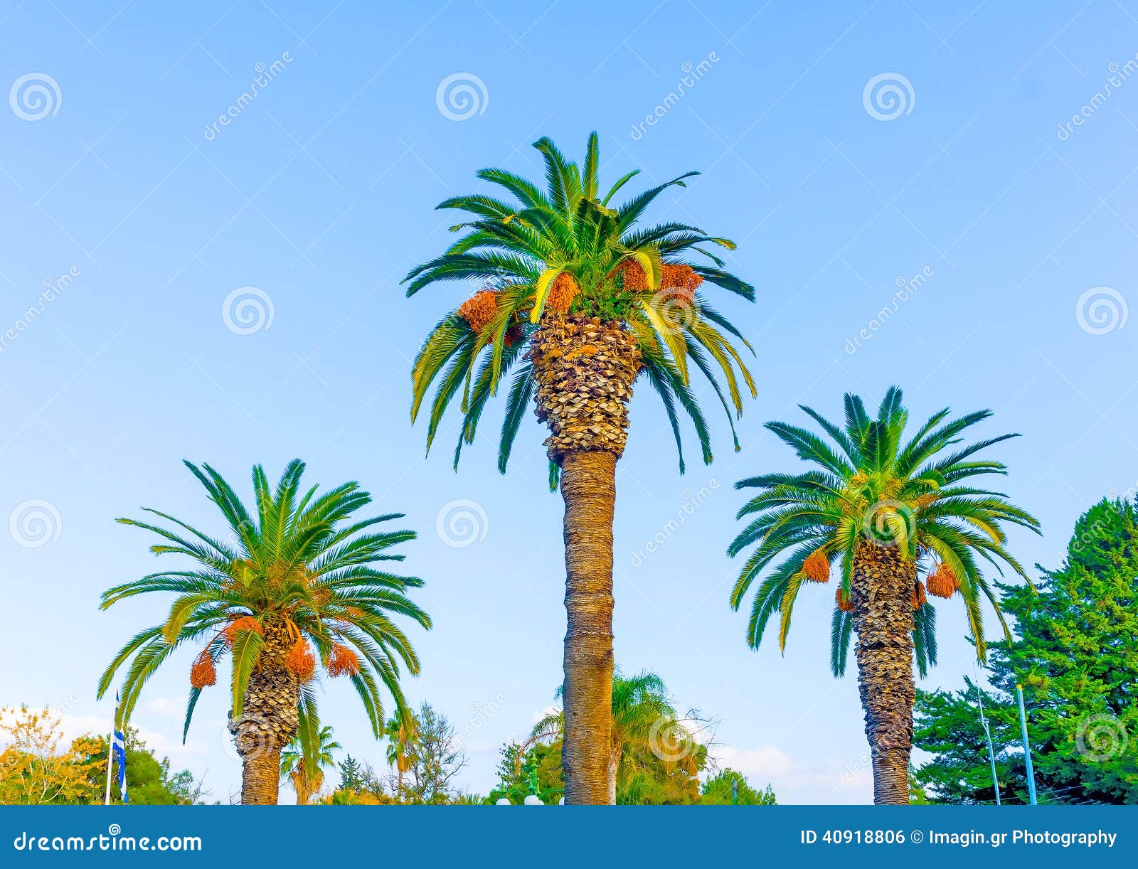 Three Palms stock photo. Image of dirt, nature, outdoor - 40918806