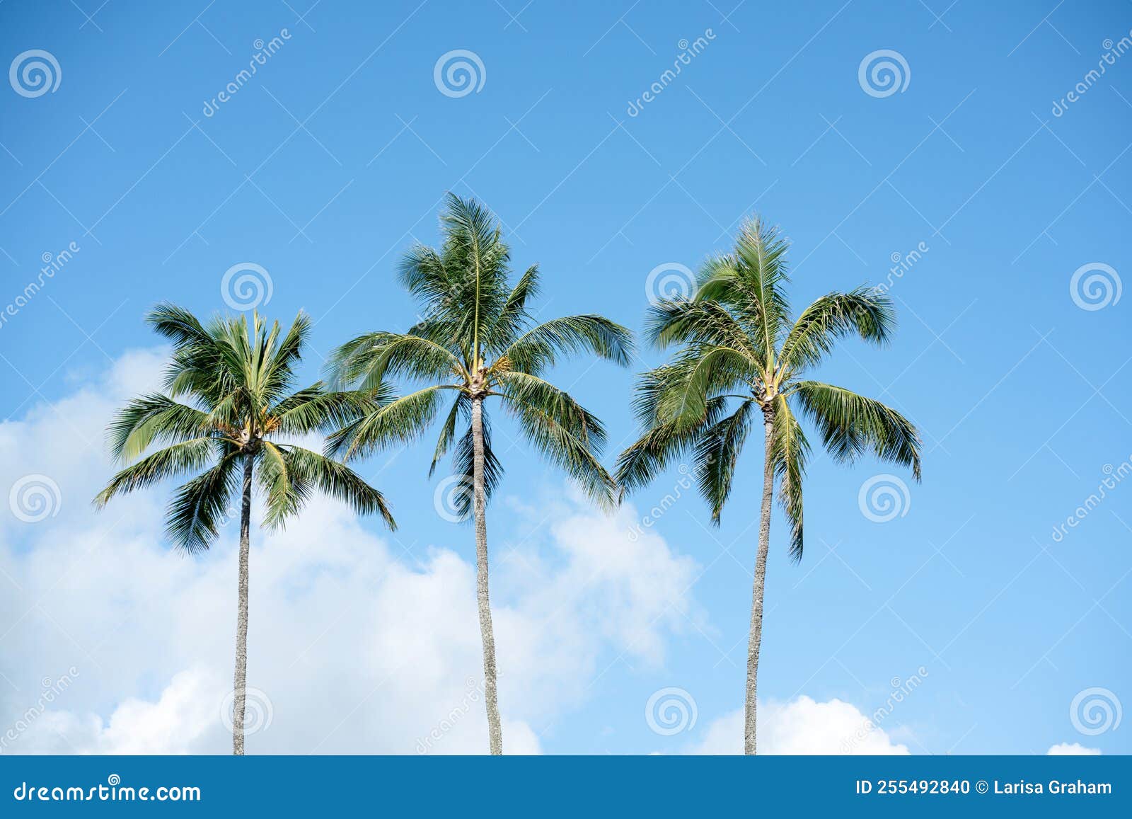 Three palms in blue sky stock photo. Image of clouds - 255492840