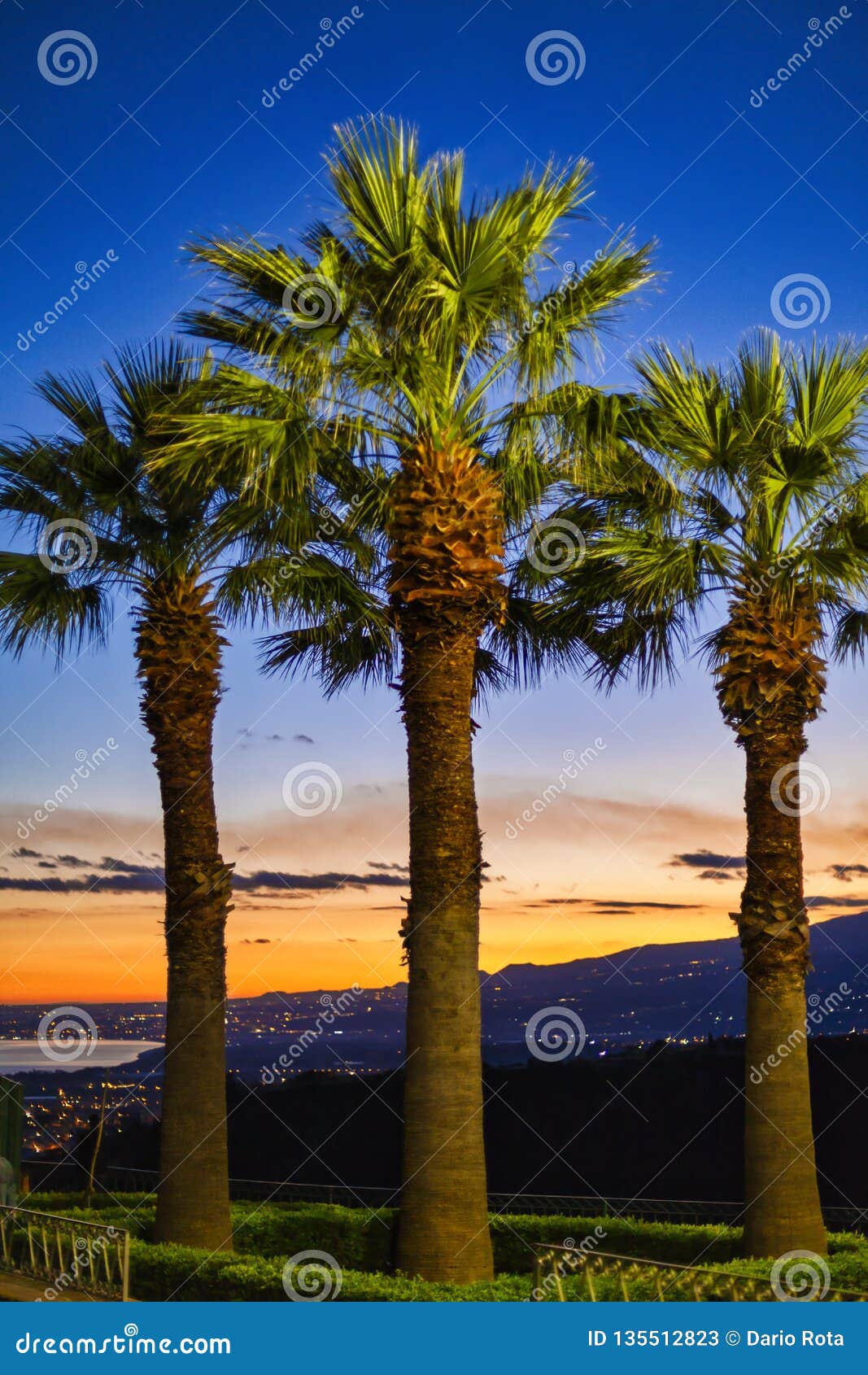 Three Palms during Golden Hour Stock Image - Image of summer, nature ...