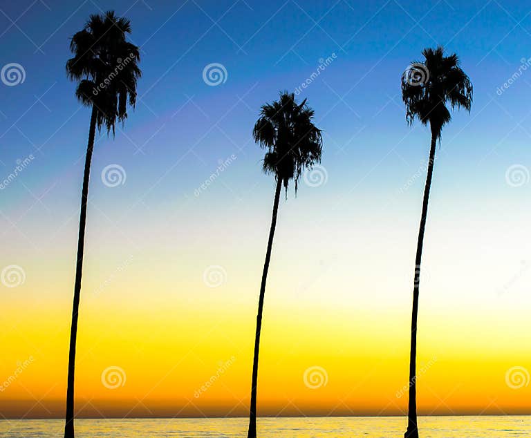 Three Palms on the Shore of the Ocean Stock Image - Image of mission ...