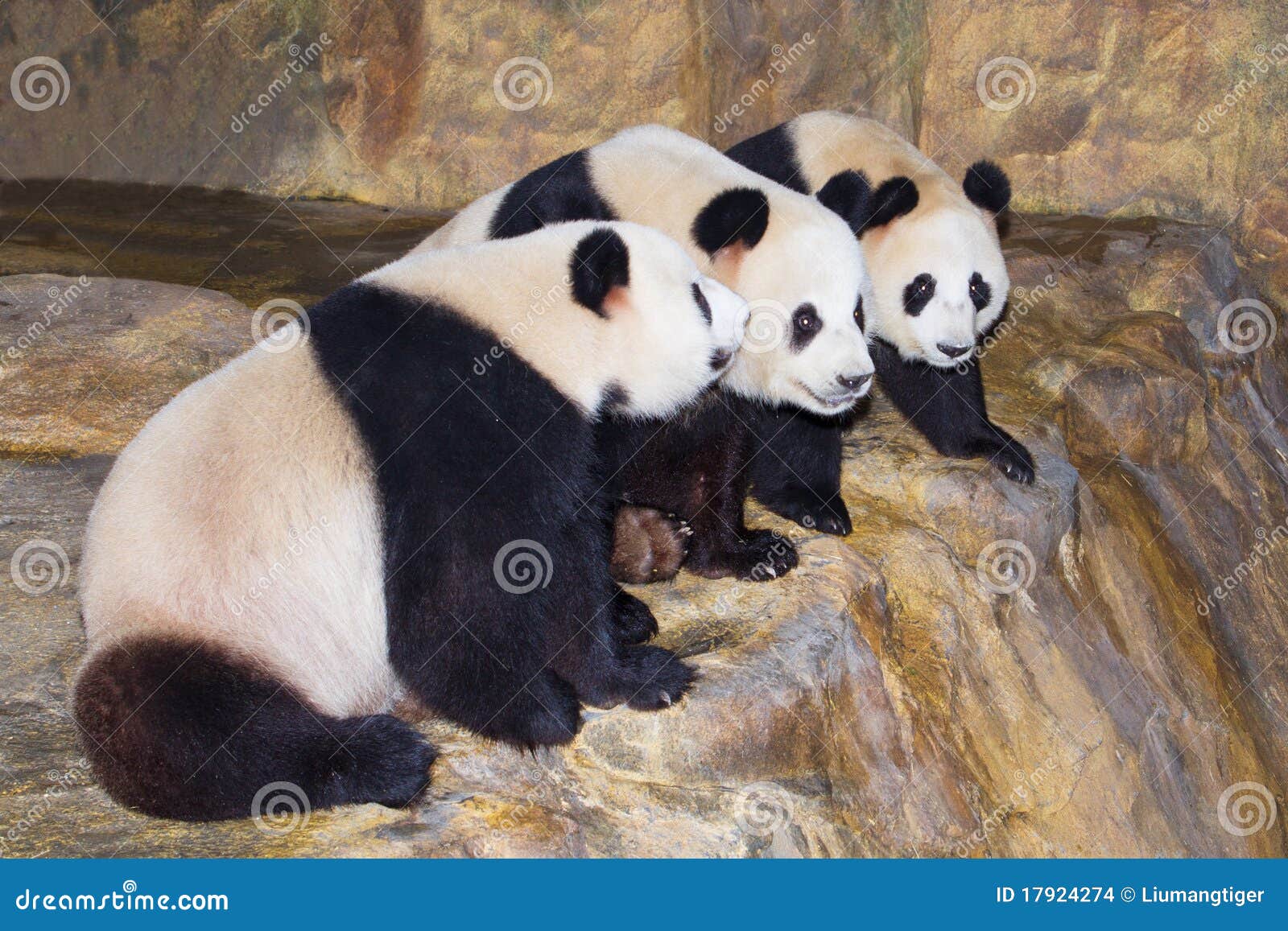 Triplets Giant Pandas Sit in a Line Stock Photo - Image of black ...