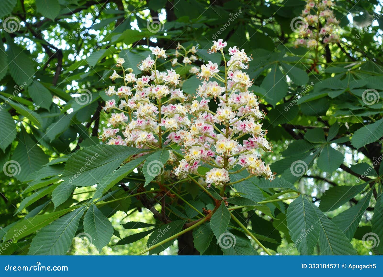 Three Panicles of Horse Chestnut Tree in May Stock Image - Image of ...