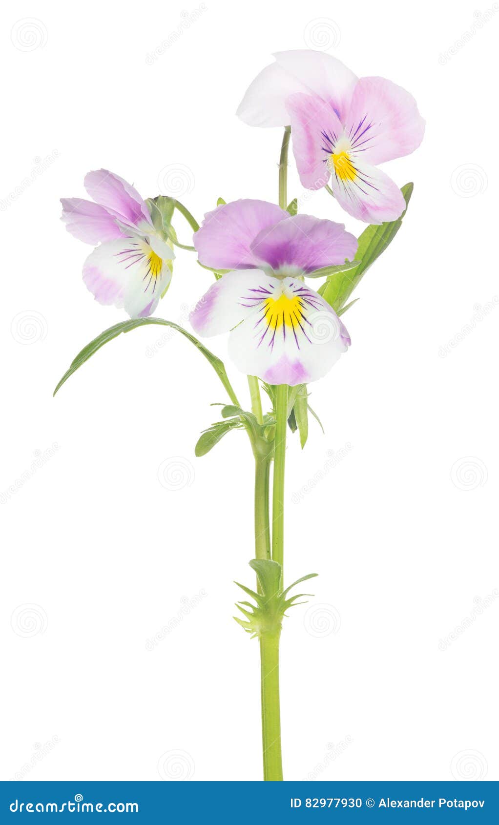 Pansy Stem at Mark Lola blog