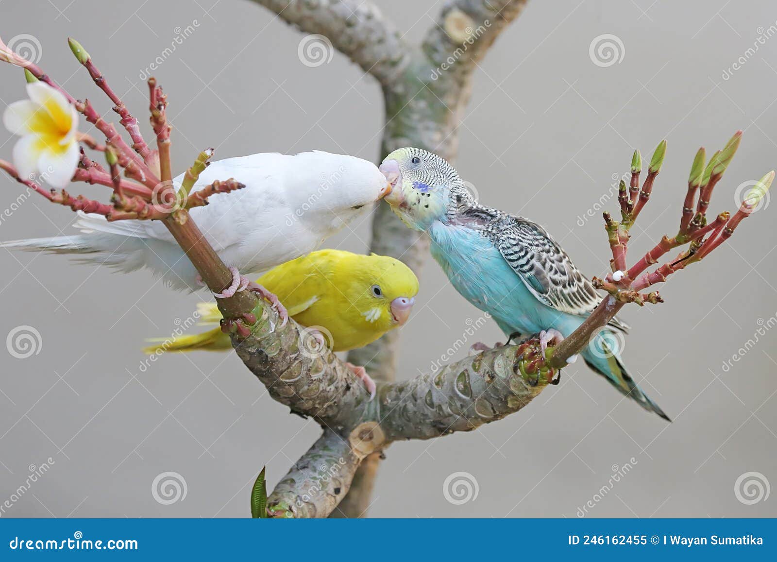 Three Parakeets On Wooden Fence Stock Photography | CartoonDealer.com ...