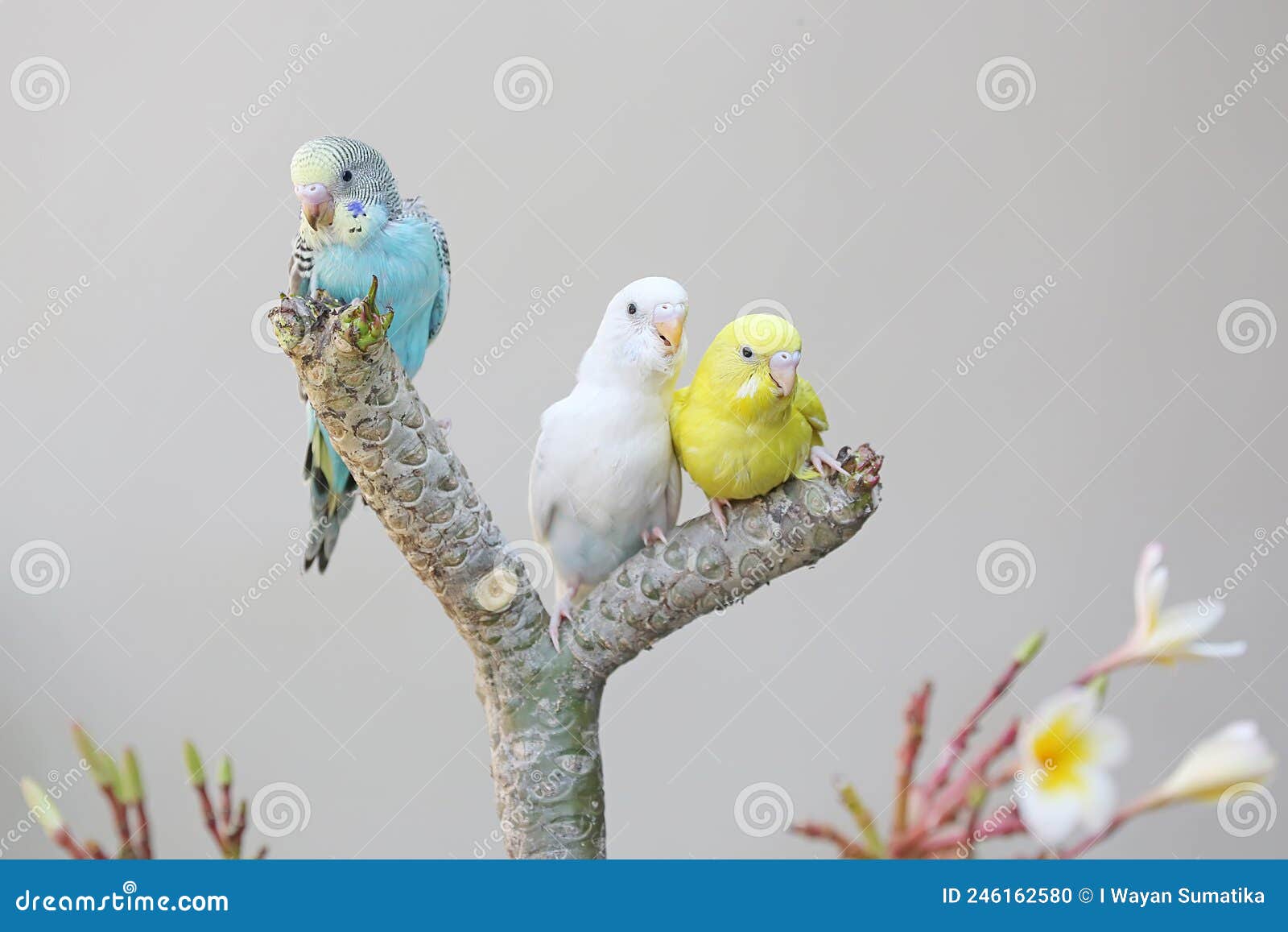 Three Parakeets On Wooden Fence Stock Photography | CartoonDealer.com ...