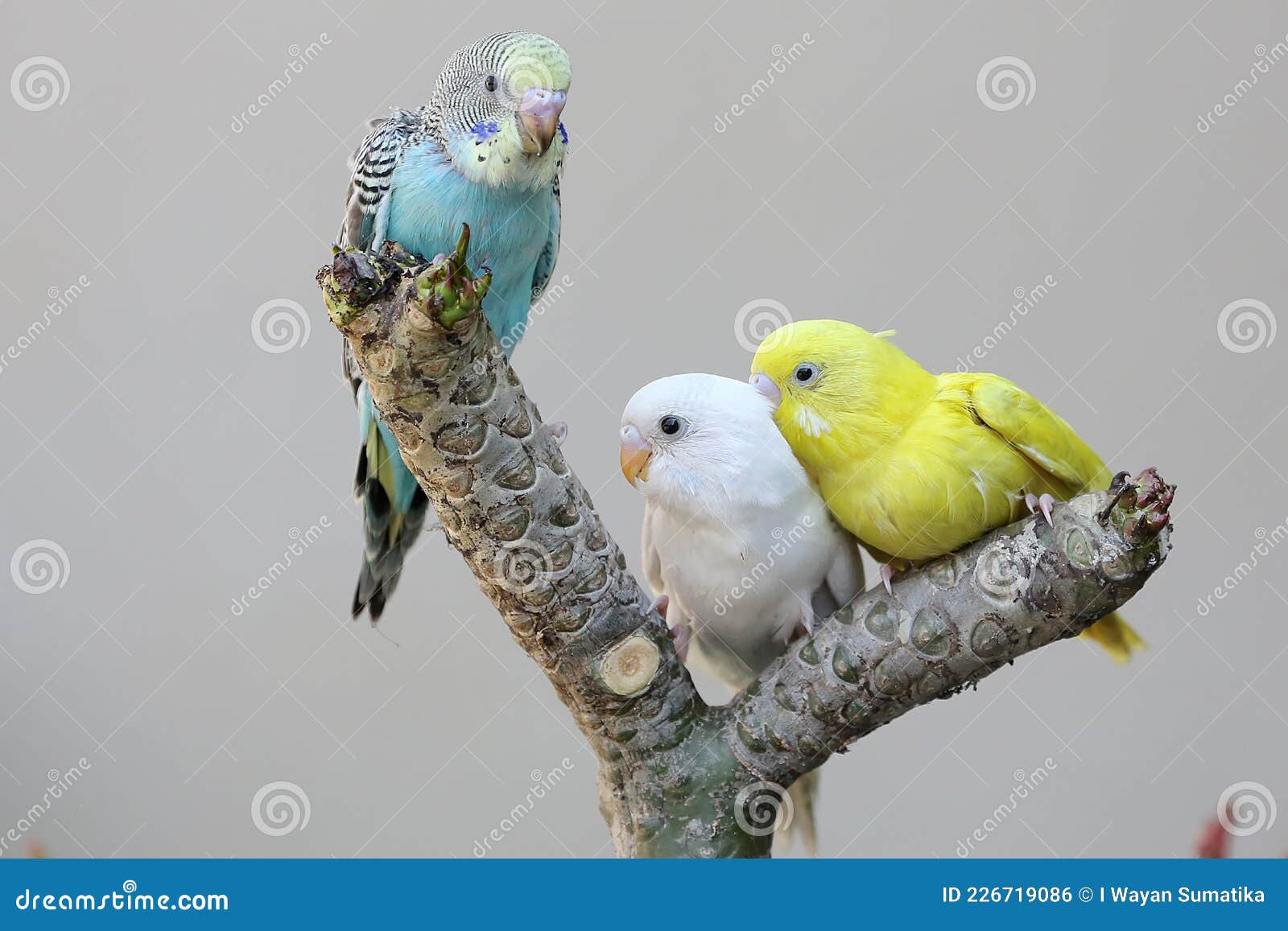 Three Parakeets Resting on a Frangipani Tree Trunk. Stock Photo - Image of amusing, flight ...