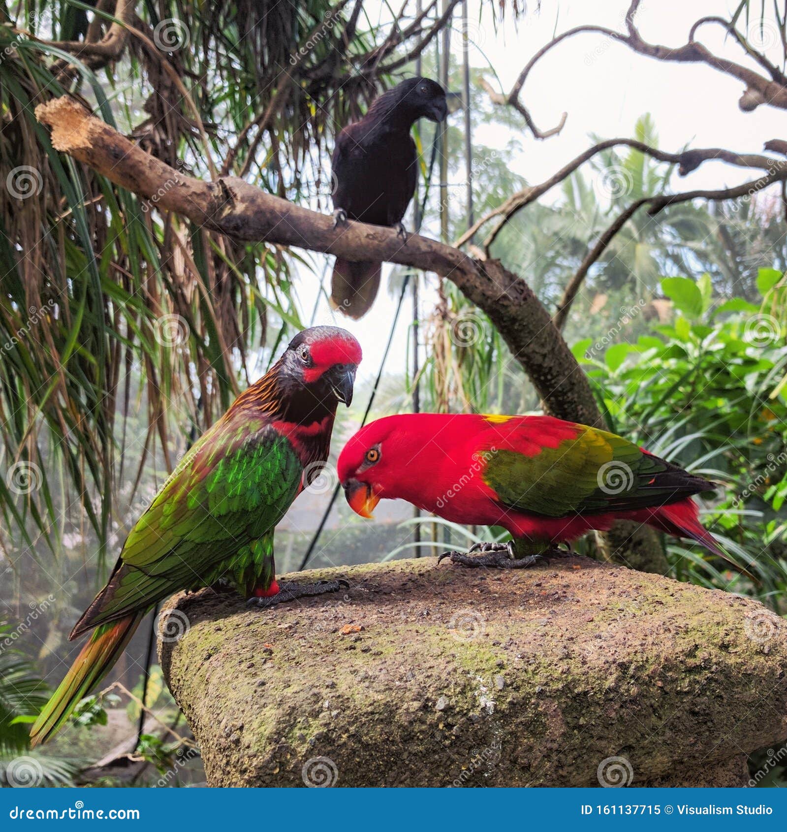 Three Parakeets on a Rock with a Natural Setting Stock Image - Image of ...