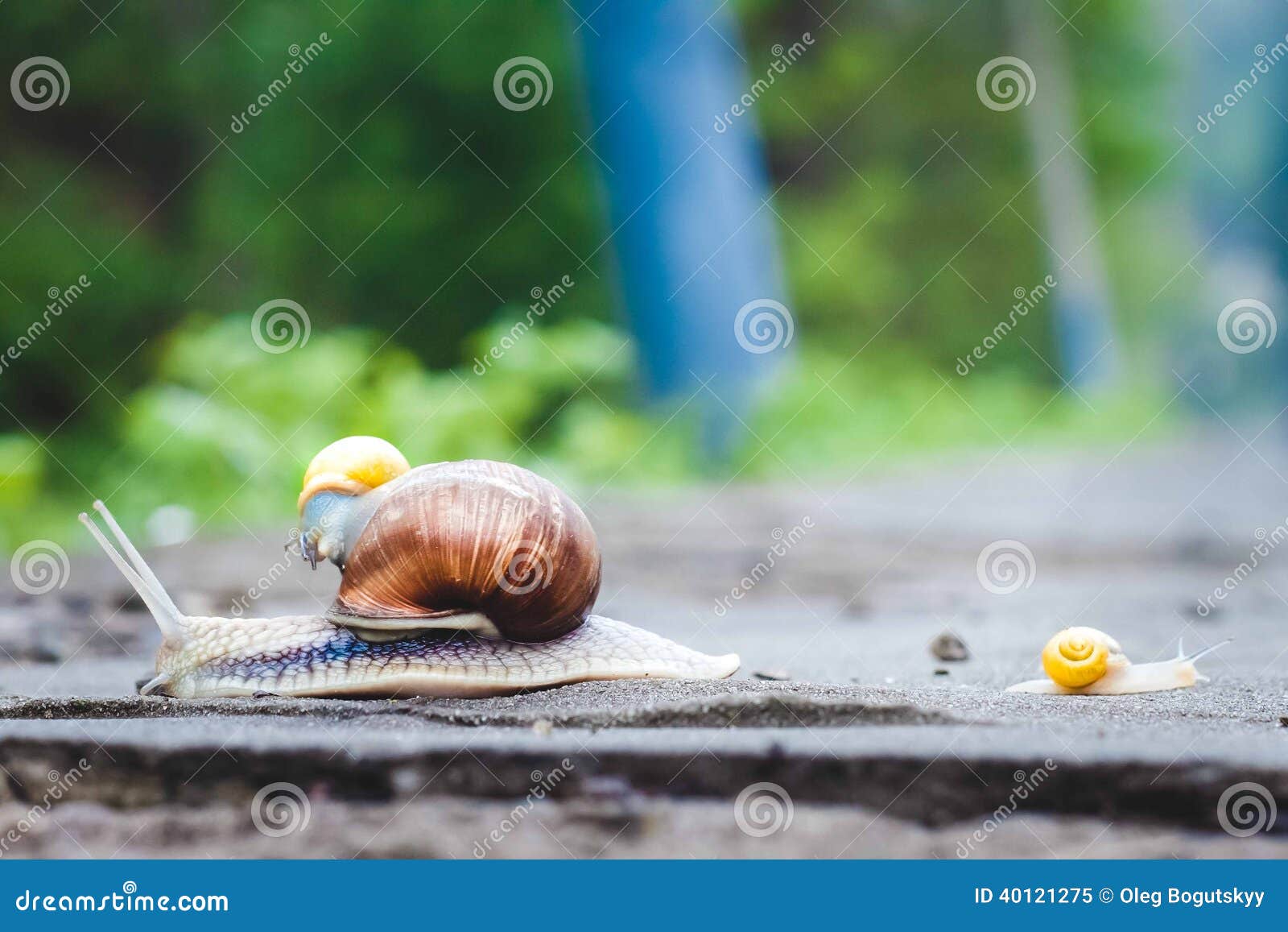 Three park snails stock image. Image of garden, park - 40121275