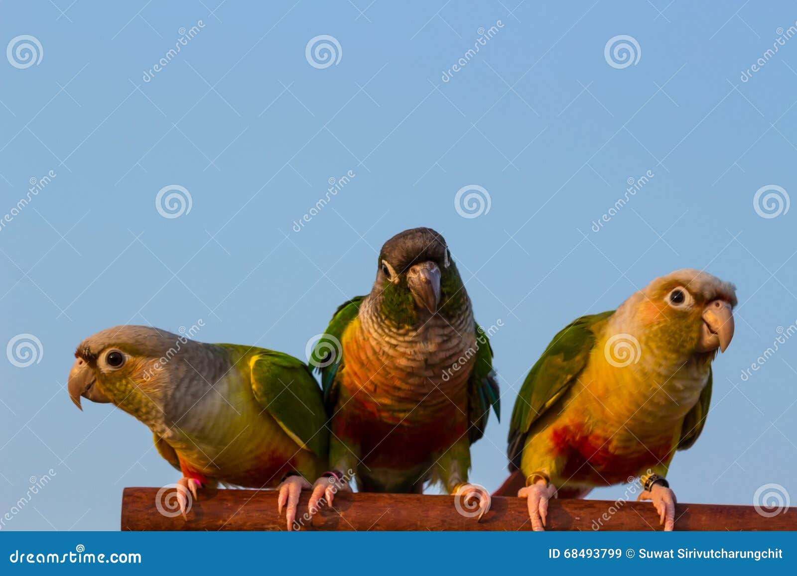 Three Parrot on the branch stock image. Image of green - 68493799