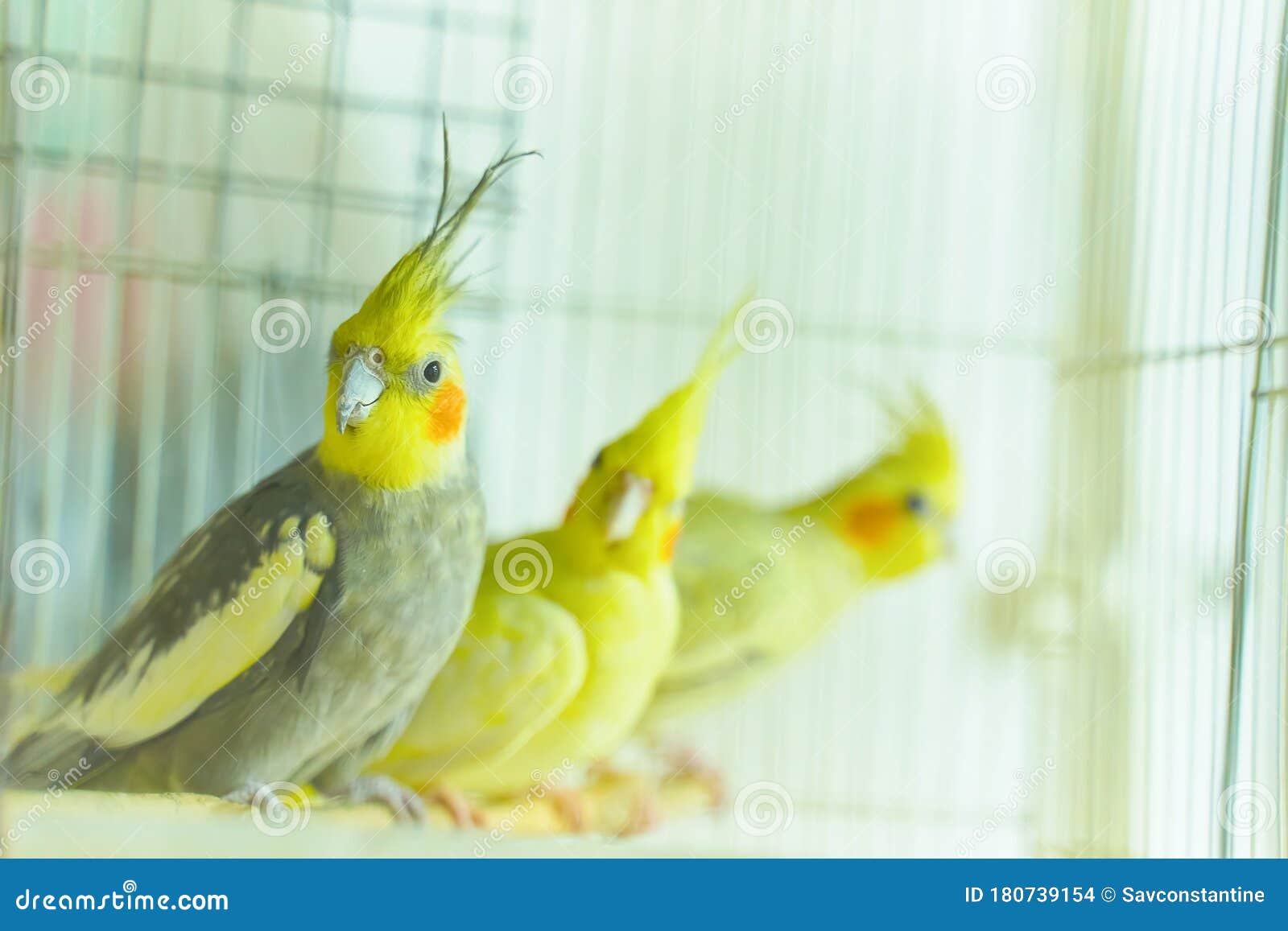 Three parrot corrals stock photo. Image of live, jump - 180739154