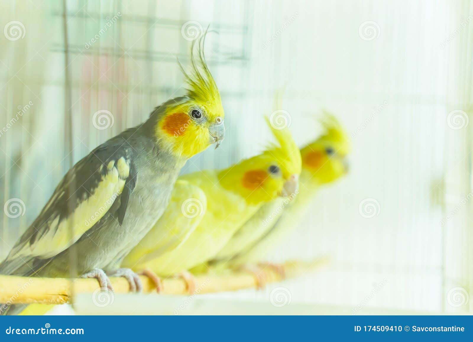 Three parrot corrals stock photo. Image of feather, born - 174509410