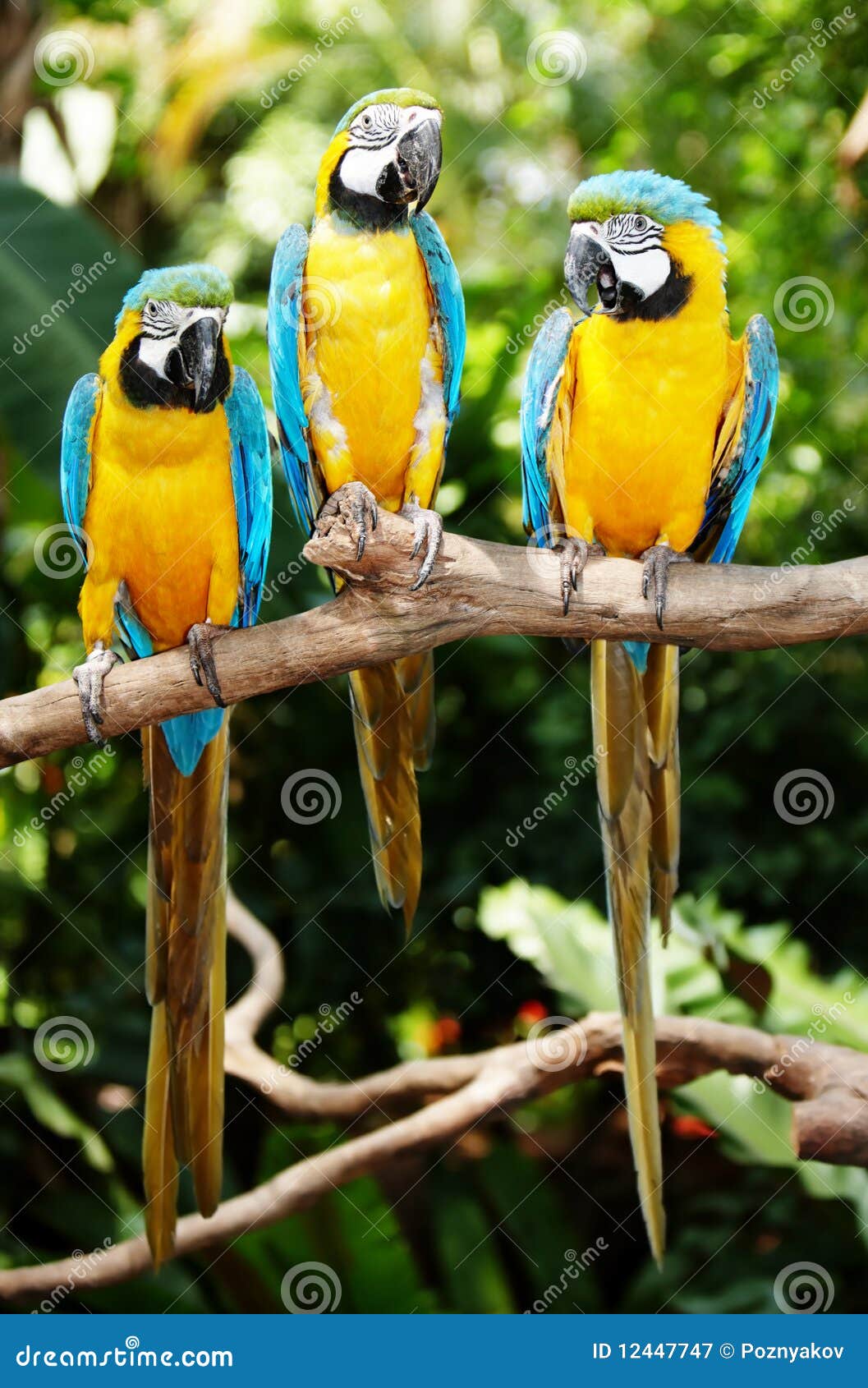 Three Parrot in Green Rainforest. Stock Image - Image of tame, macro ...