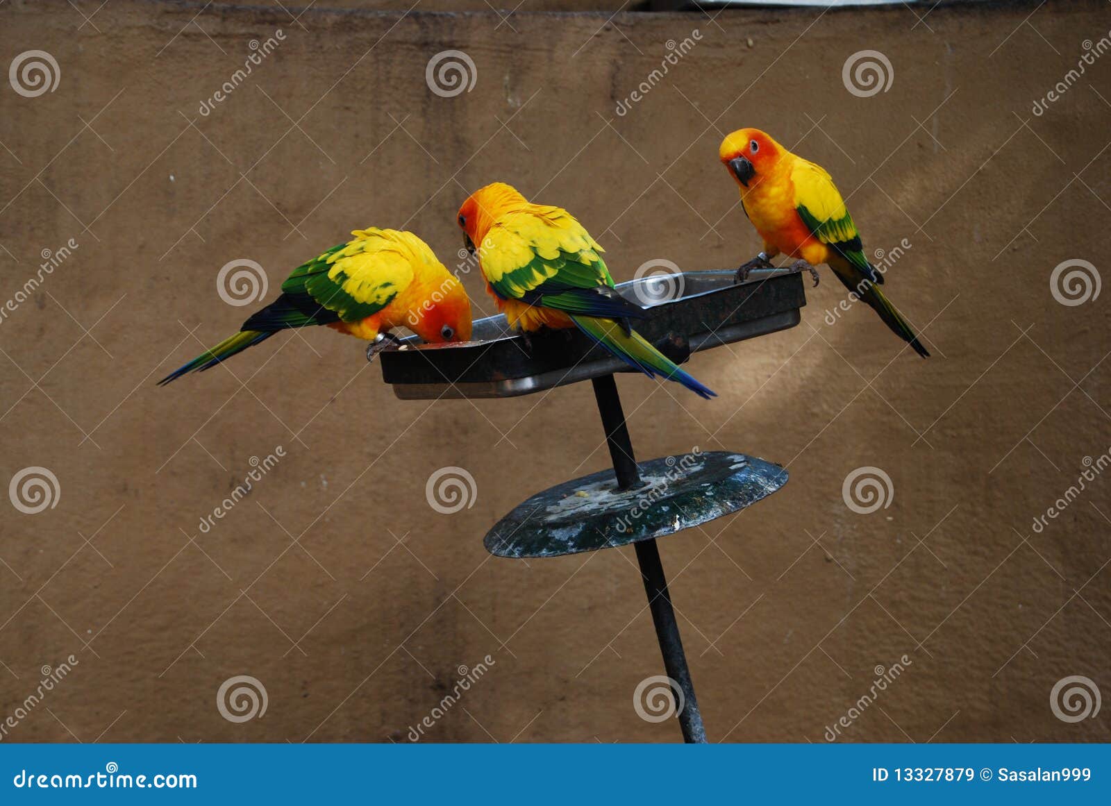 Three Parrots Stock Photo | CartoonDealer.com #7512258