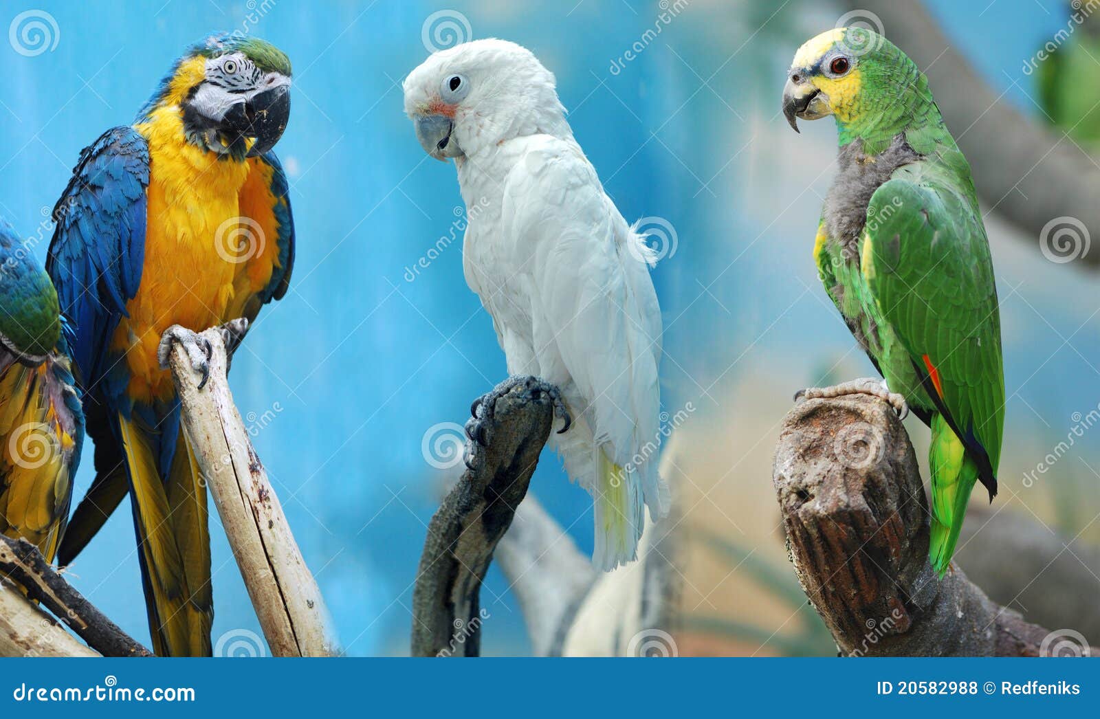 Three parrots stock photo. Image of nose, guatemala, plumage - 20582988
