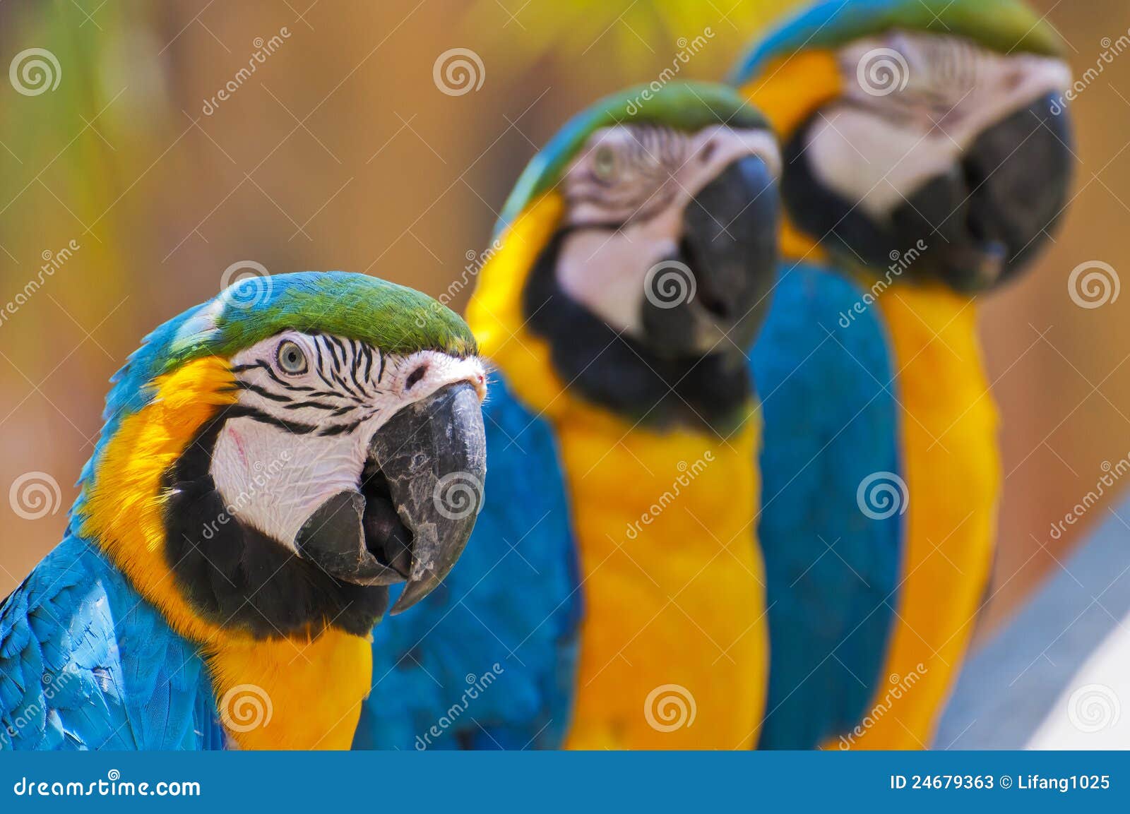 Three Parrots stock image. Image of lined, yellow, animals - 24679363